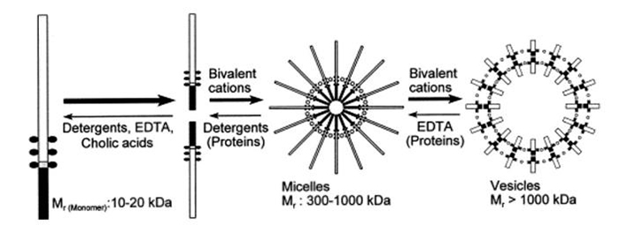 Endotoxin Removal in Pharmaceutical Processes - Sanitek